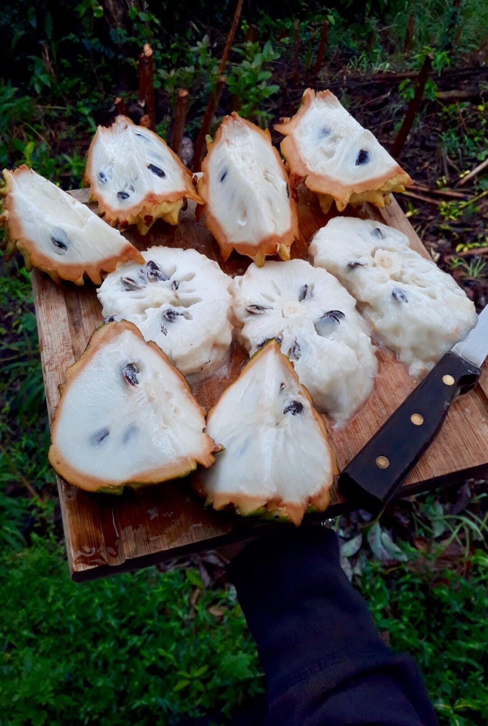 Rollinia Deliciosa Seeds - Etsy