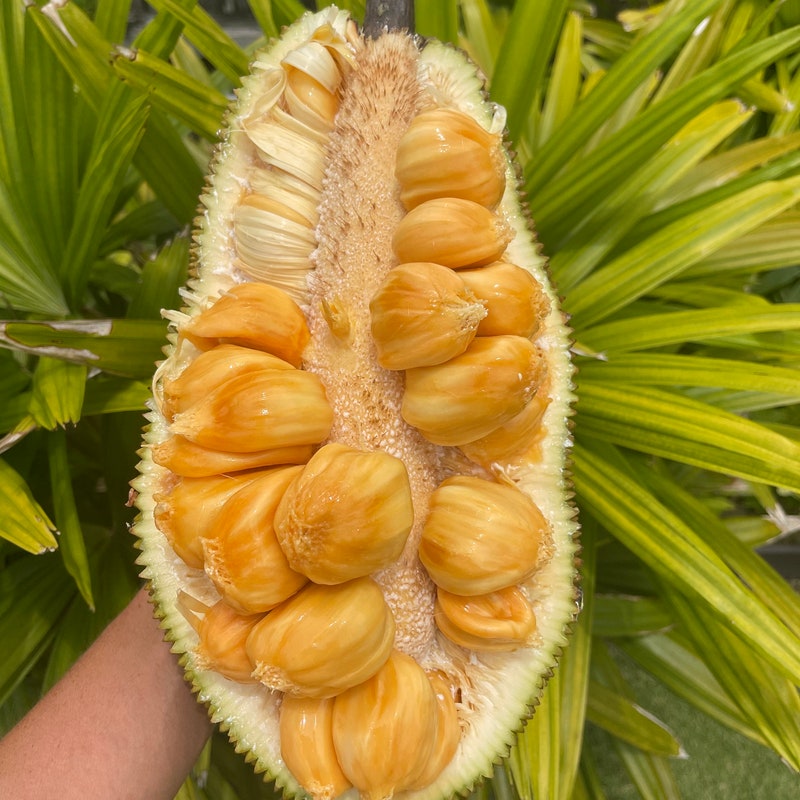 Rare Exotic Seeds - Etsy