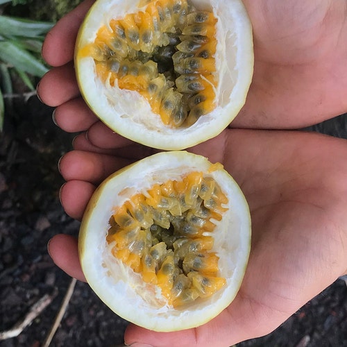 Yellow Passionfruit lilikoi Seeds | Etsy