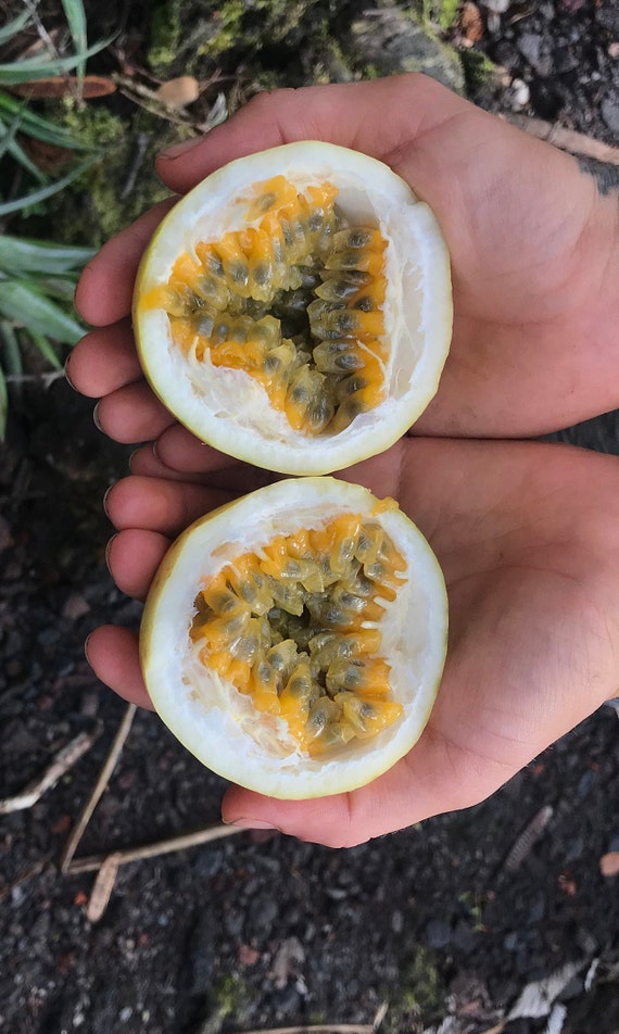 Yellow Passionfruit lilikoi Seeds | Etsy