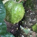 Soursop Seeds - Etsy