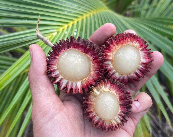 Pulasan Seeds - Etsy