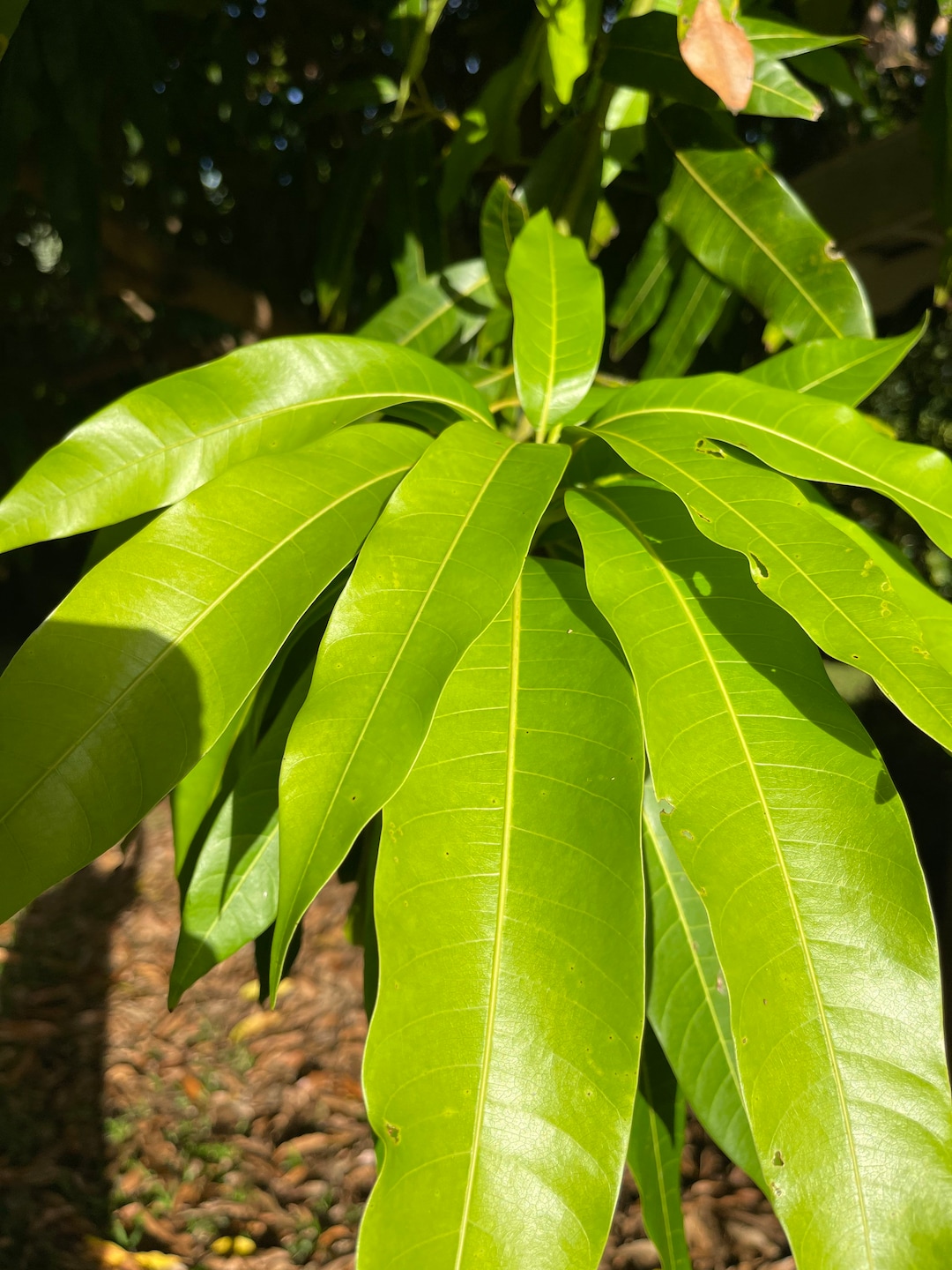 FRESH MANGO LEAVES - Etsy