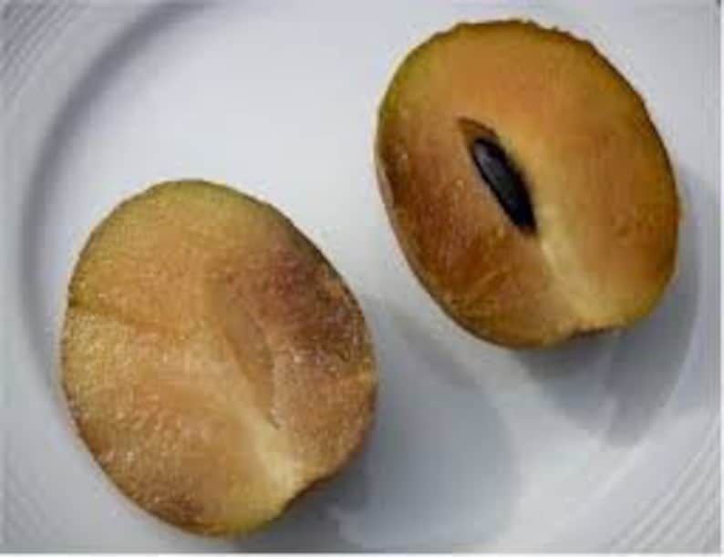 Chico Sapote Seeds - Etsy