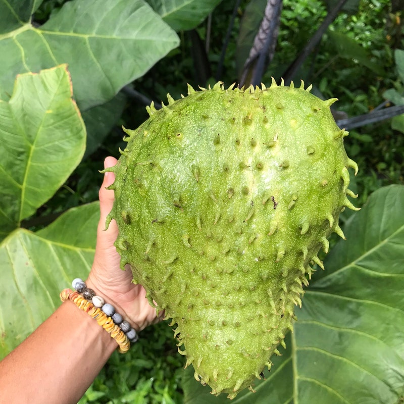 Soursop Fruit - Etsy