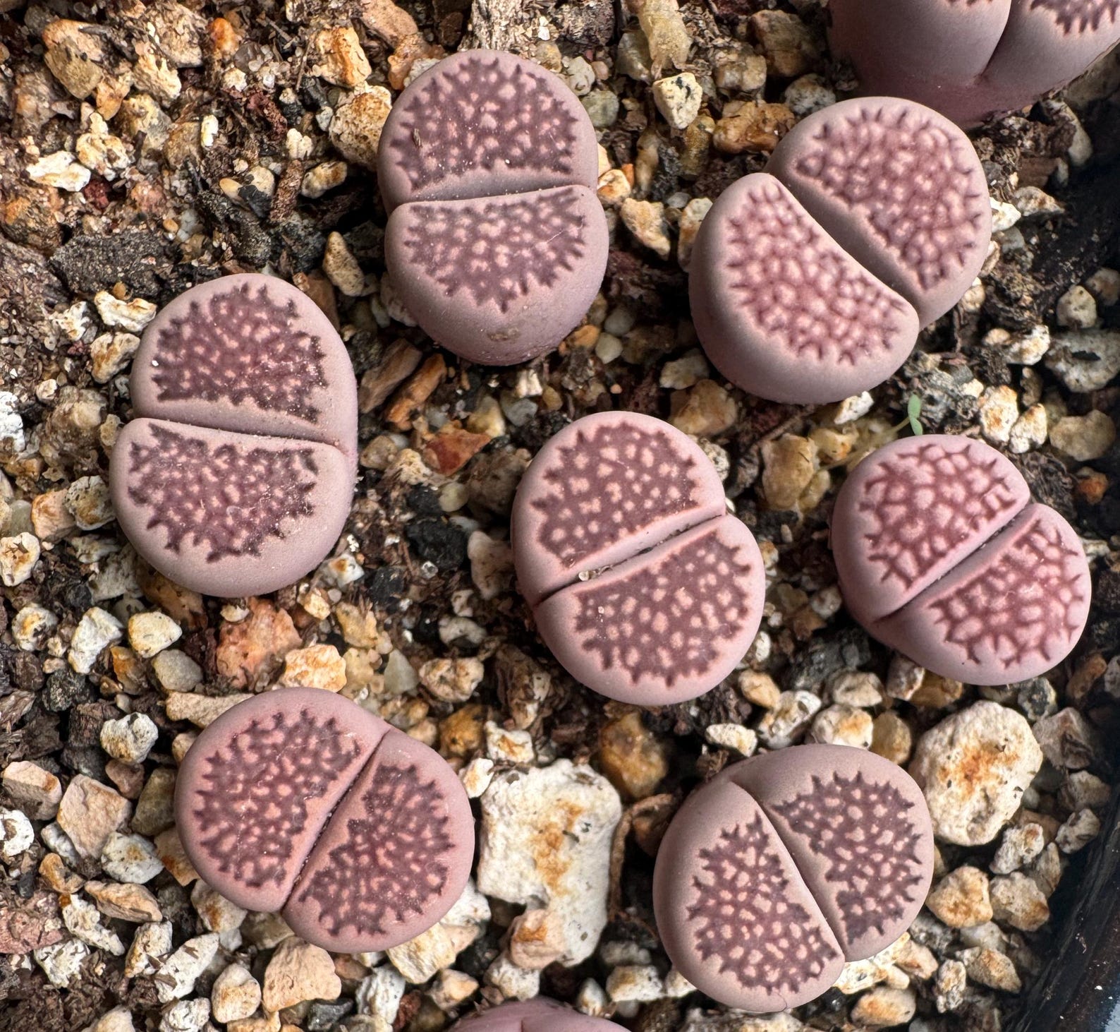 Lithops Hallii V. Ochracea Purple 2-3yrs - Etsy