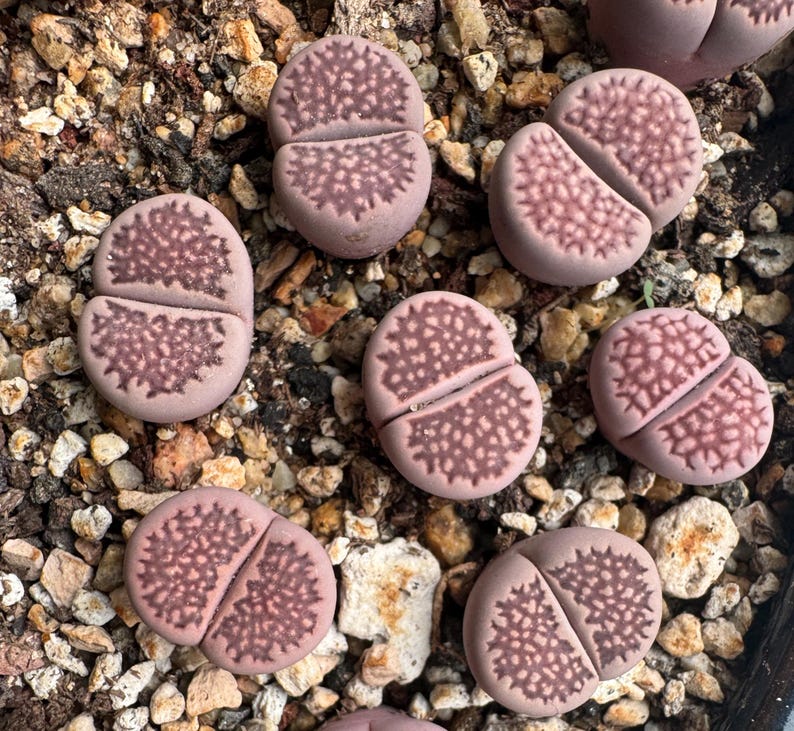 Lithops Hallii V. Ochracea Purple 2-3yrs - Etsy