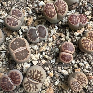 Lithops Julii Cv 'kikukaseki', 'kikusiyo Giyoku', 'kosogyoku' 2-3yrs ...