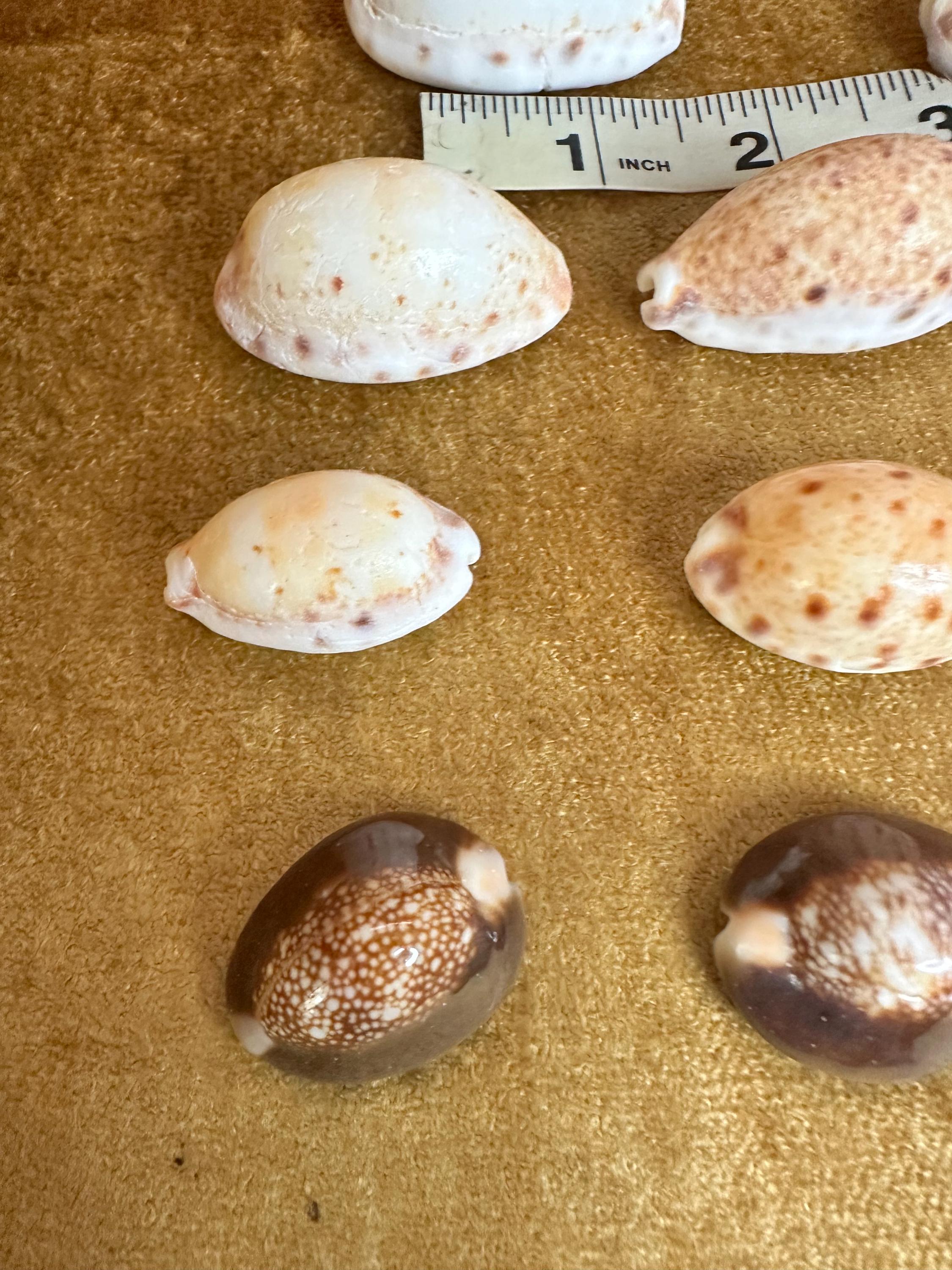Lot of 15 Assorted Cowrie Sea Shells Jewelry Crafts Decor Coastal Beach ...