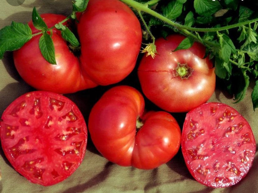 Crnkovic Yugoslavian Heirloom Tomato Seeds15 Seeds Beautiful Large ...