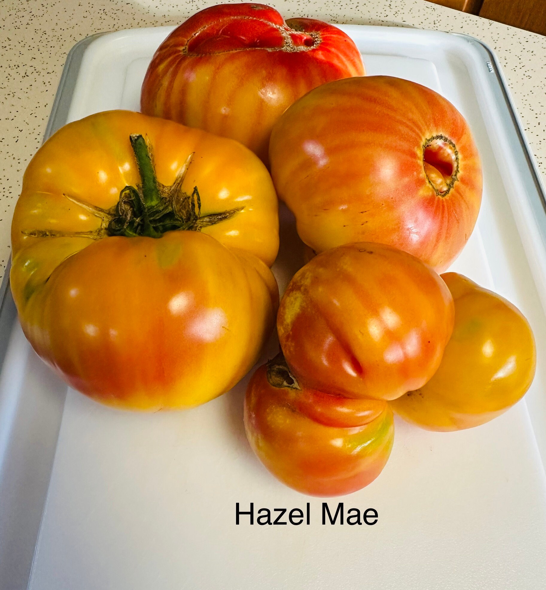 Hazel Mae Heirloom Tomato Seeds - Etsy