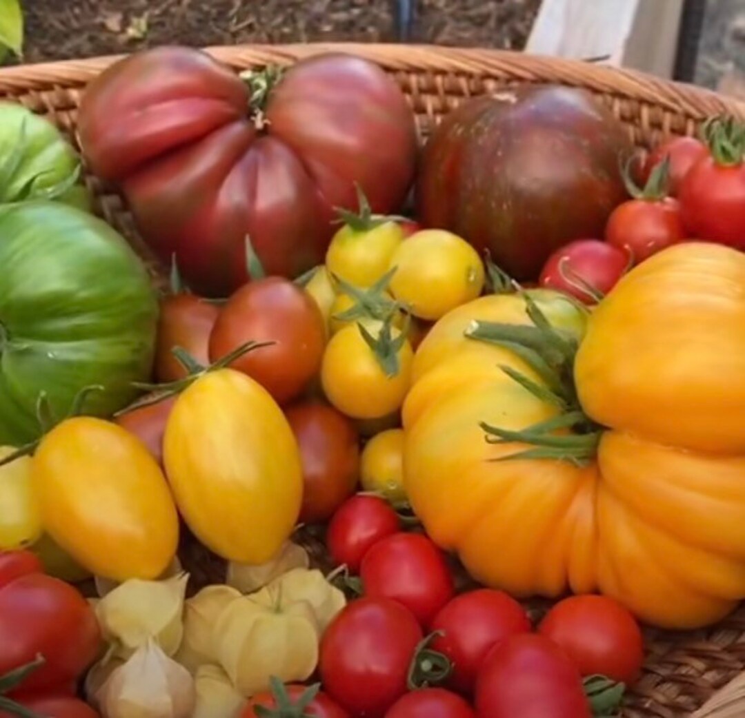 Collection Heirloom Tomato Seeds - Etsy