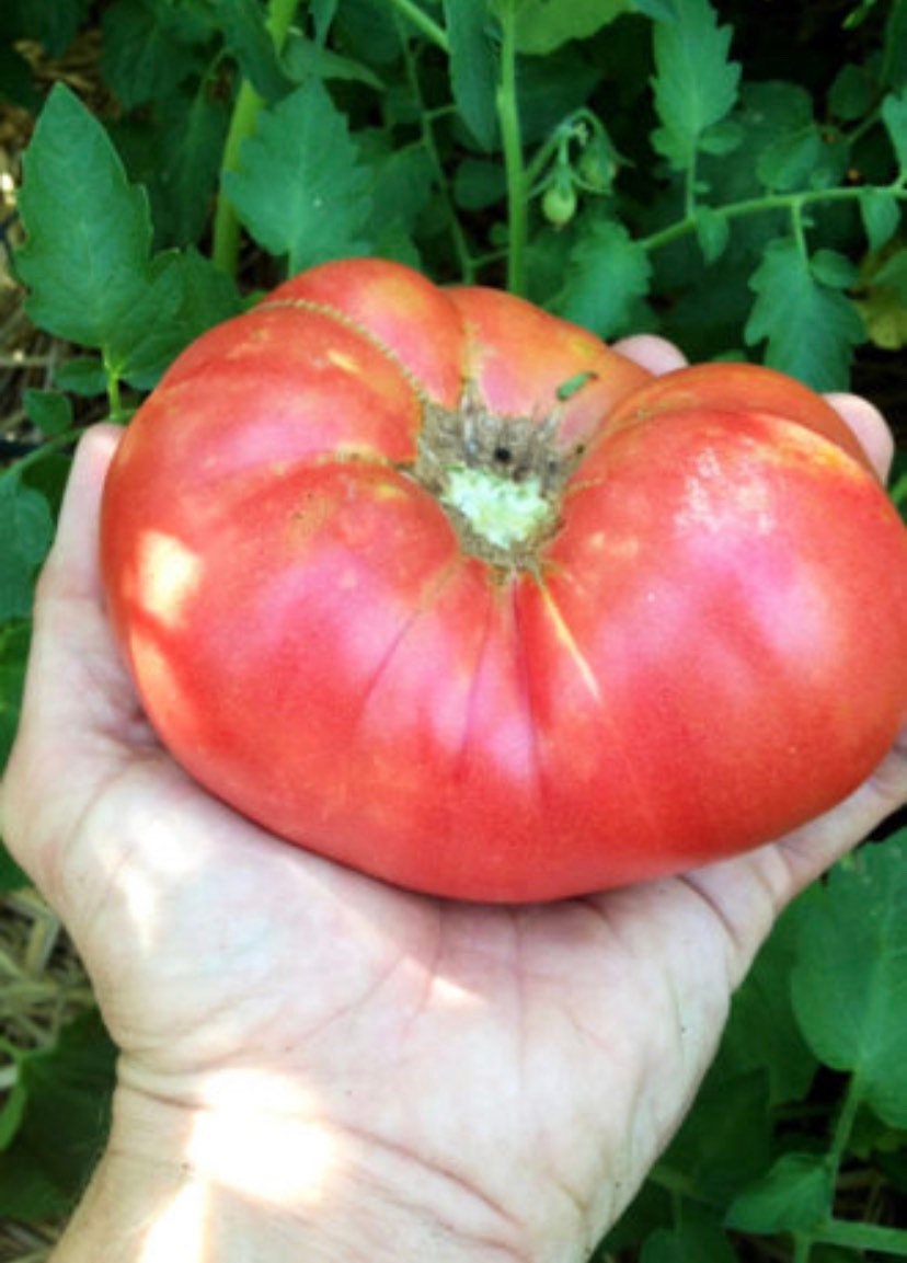 Crnkovic Yugoslavian Heirloom Tomato Seeds - Etsy