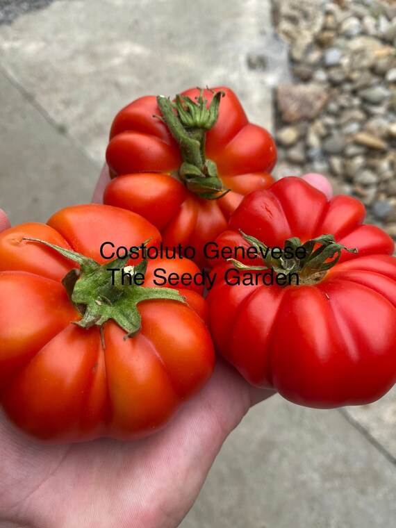 Costoluto Genovese Heirloom Tomato Seeds - Etsy
