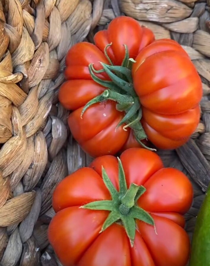 Costoluto Genovese Heirloom Tomato Seeds - Etsy