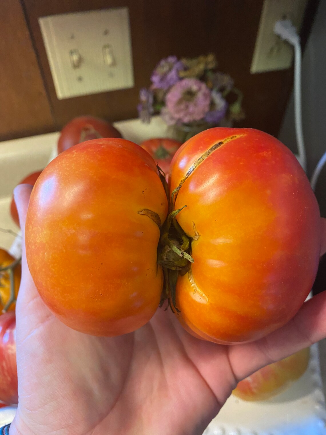 Hazel Mae Heirloom Tomato Seeds - Etsy