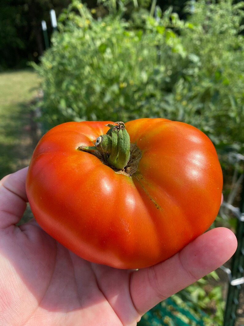 Pantano Romanesco Heirloom Tomato Seeds - Etsy