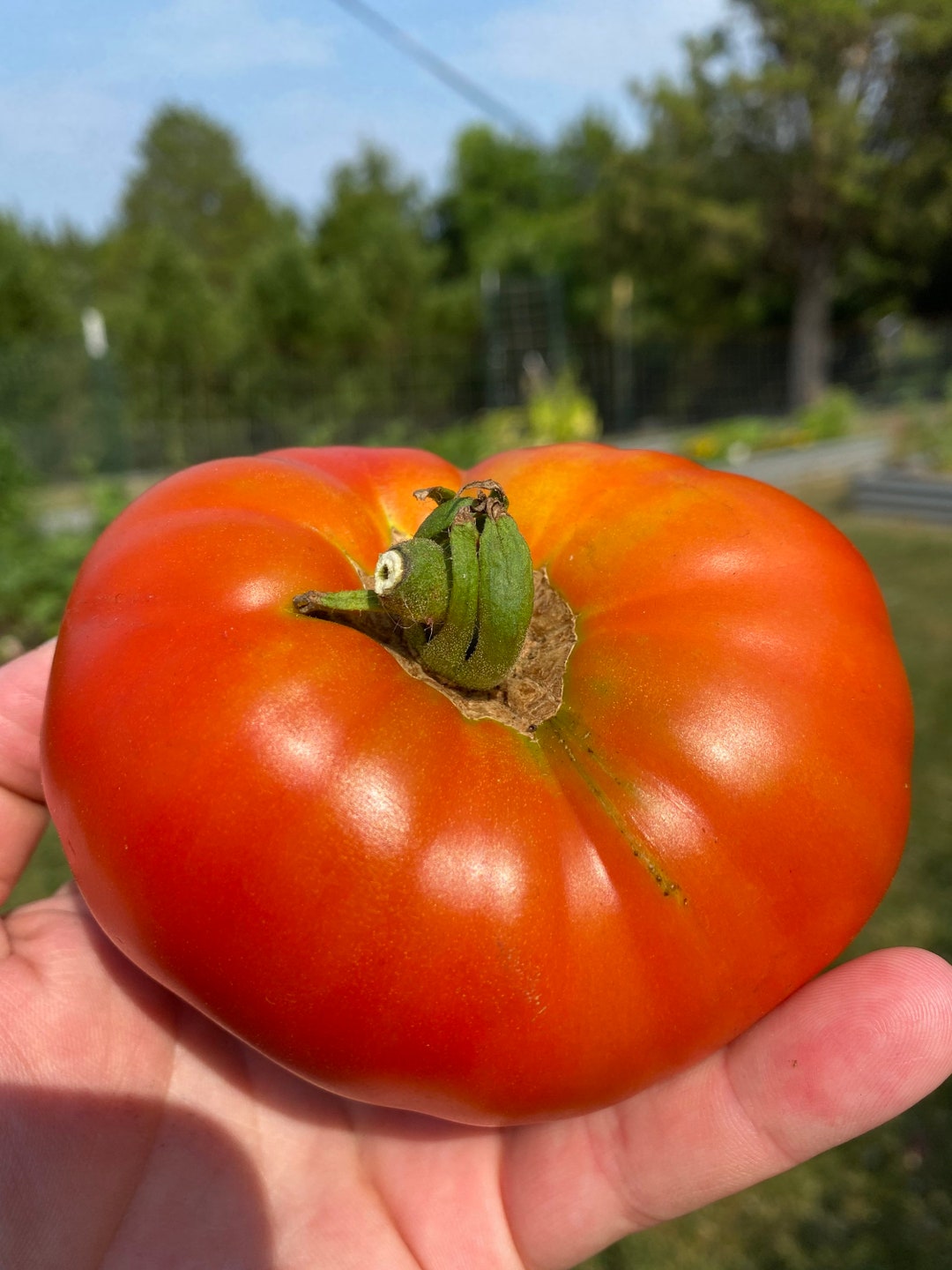 Pantano Romanesco Heirloom Tomato Seeds - Etsy Österreich