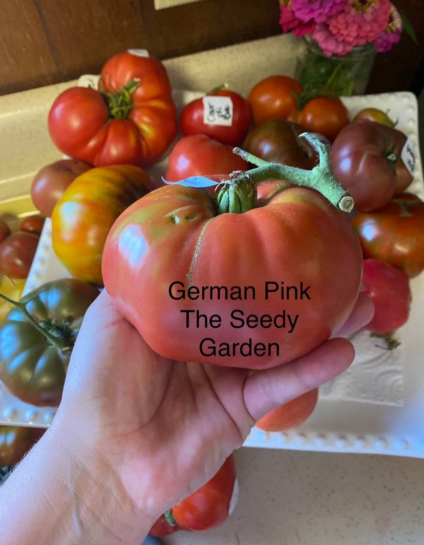 German Pink Heirloom Tomato Seeds - Etsy