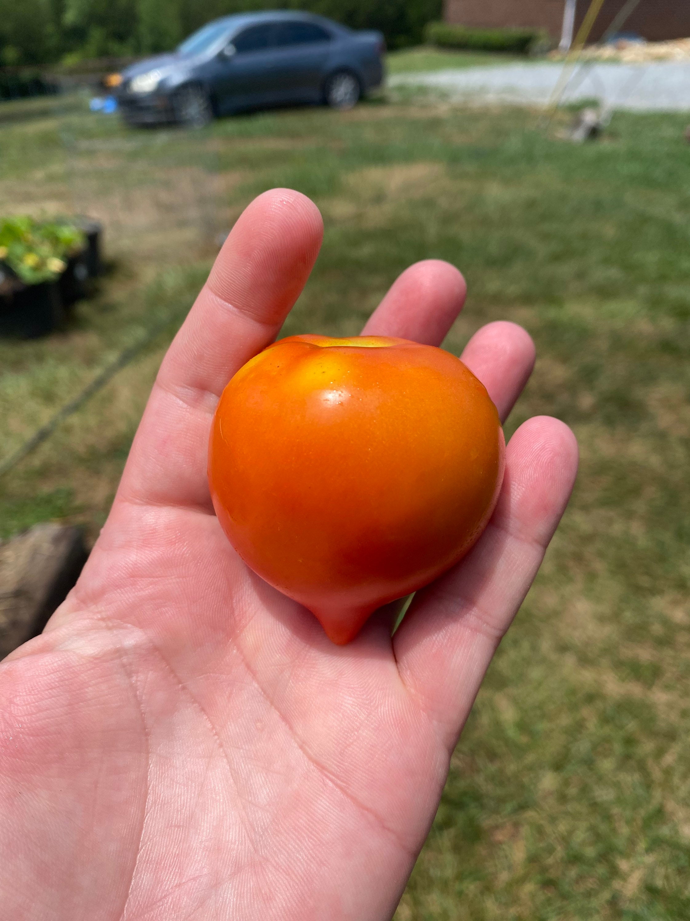 Annas Multiflora Heirloom Tomato Seeds - Etsy