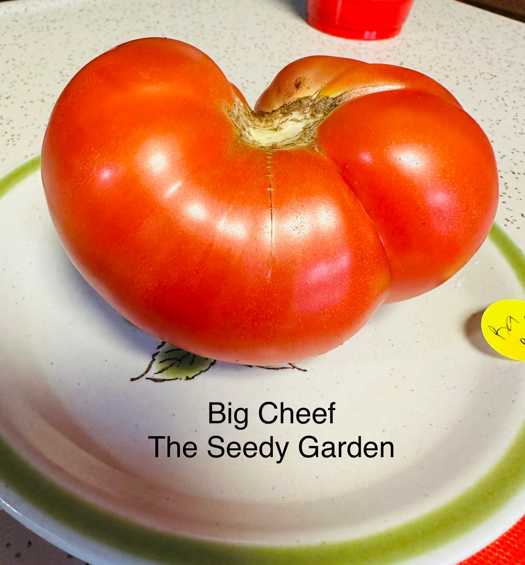 Big Cheef Tomato Seeds - Etsy