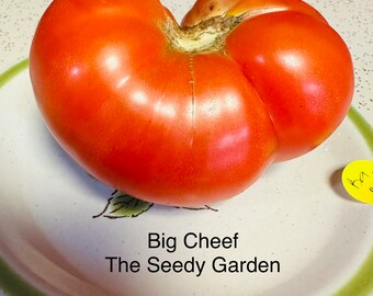 Rare Giant Tomato Seeds X20 Big Zac Award Winning Can Produce Tomatoes ...