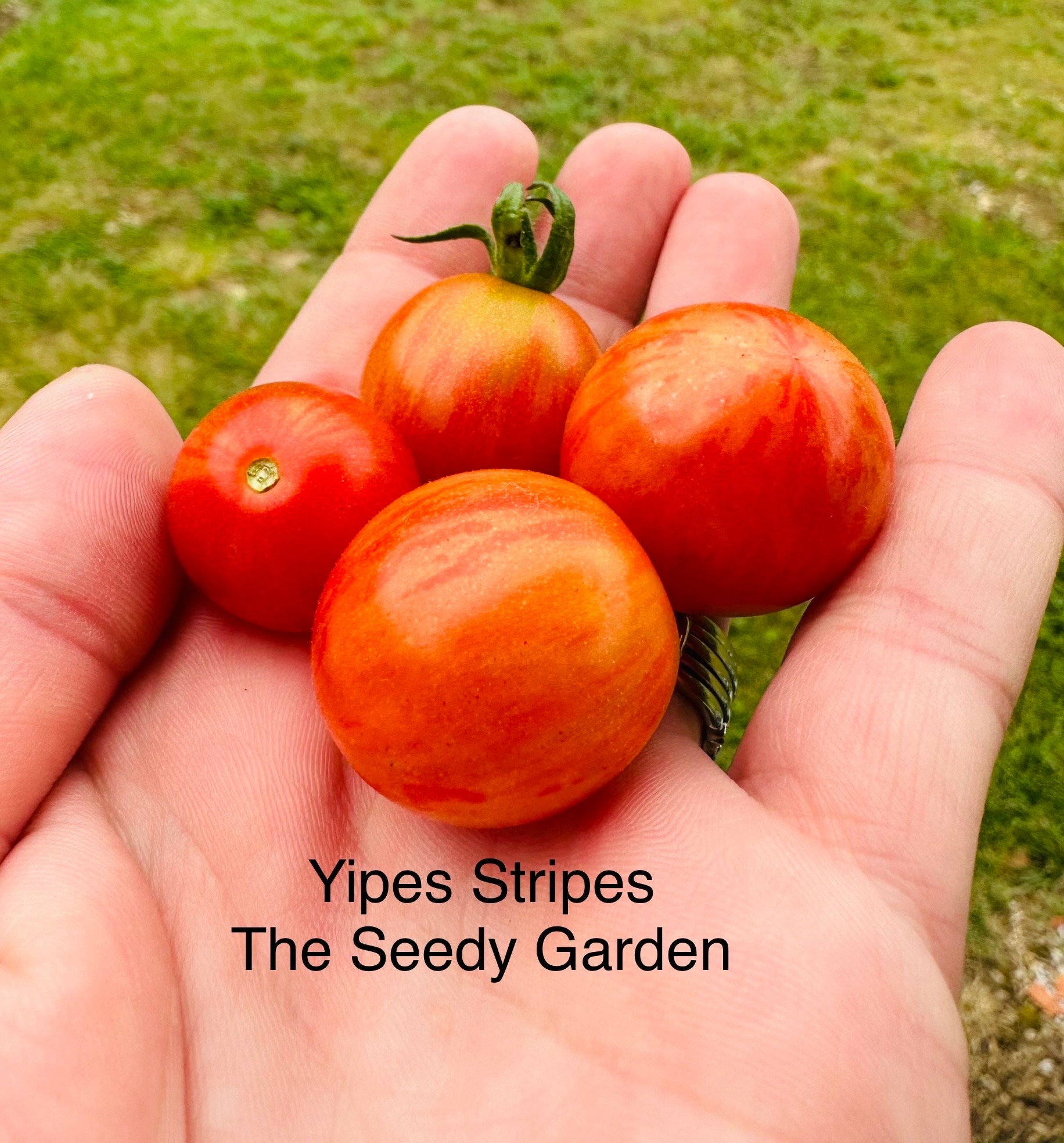 Yipes Stripes Heirloom Tomato Seeds - Etsy