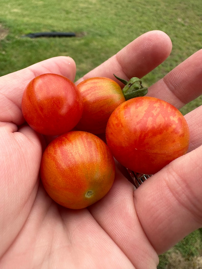 Yipes Stripes Heirloom Tomato Seeds - Etsy