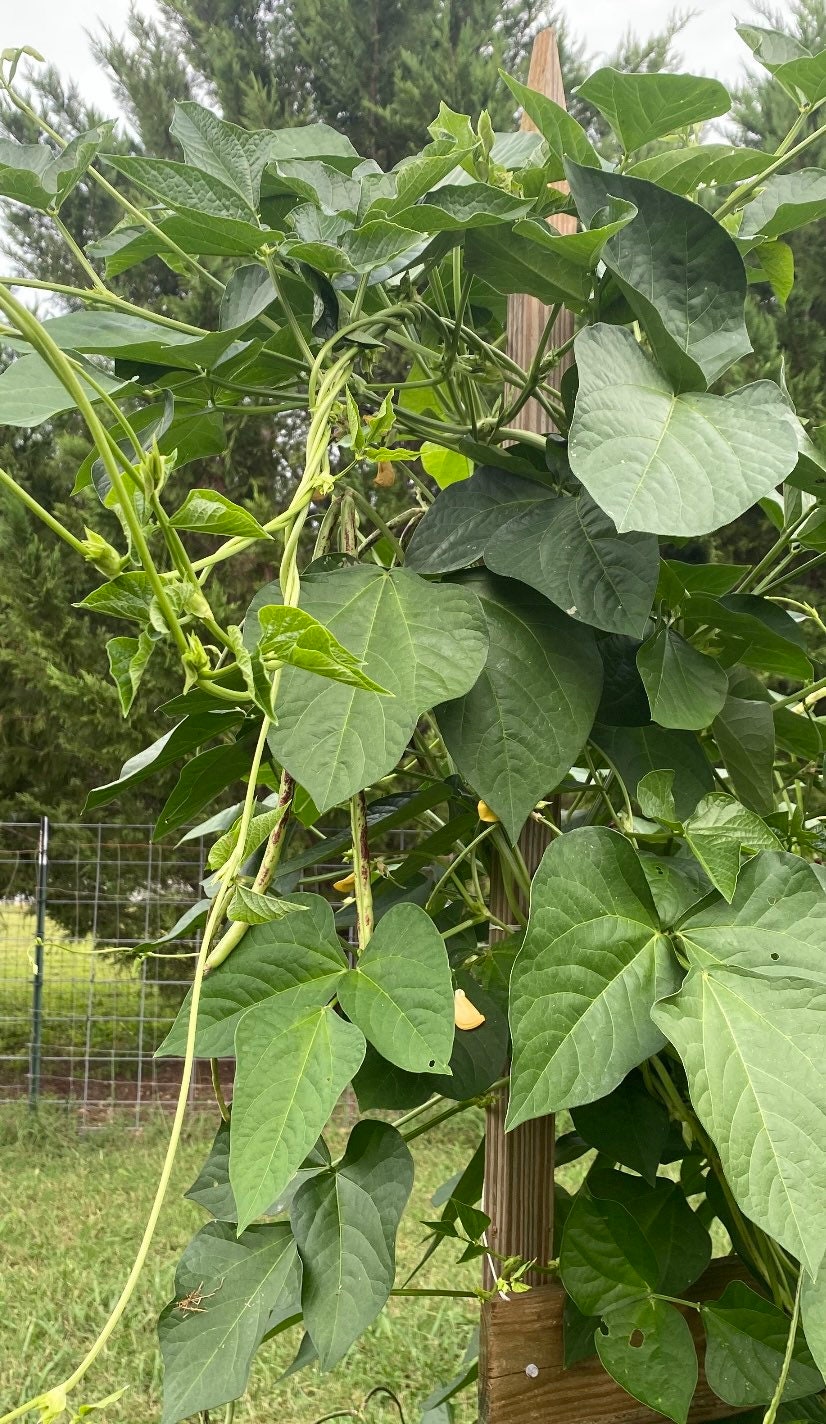 Thai Soldier Long Bean Seeds - Etsy