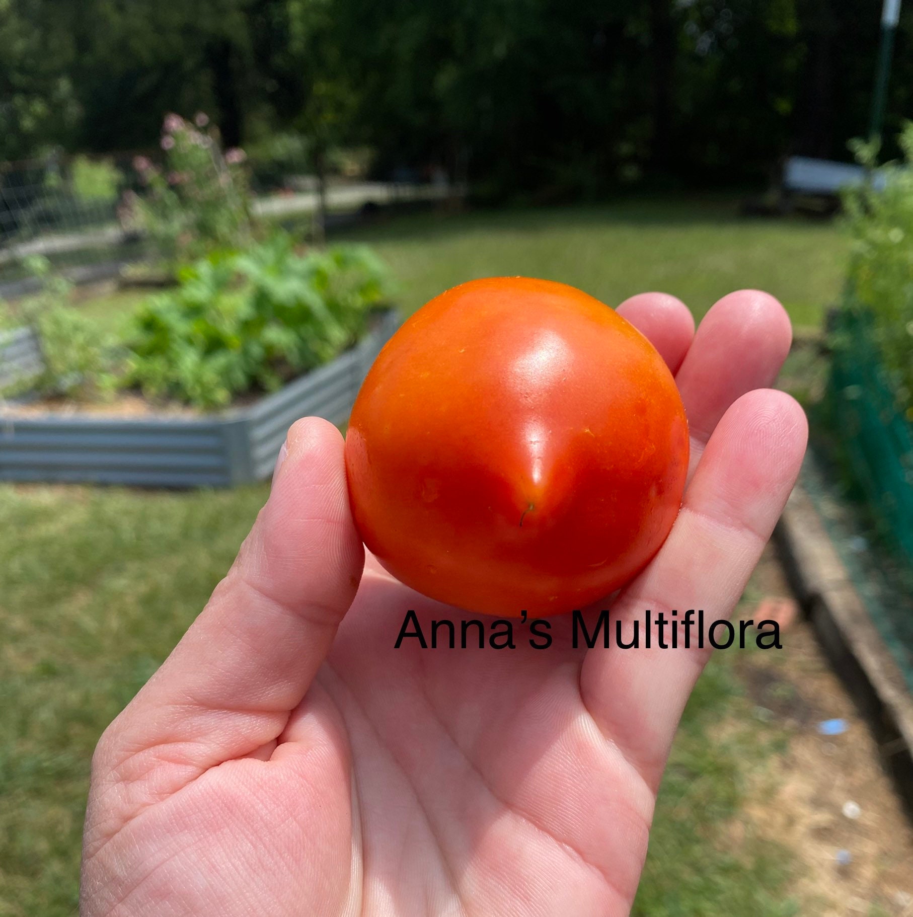 Annas Multiflora Heirloom Tomato Seeds - Etsy