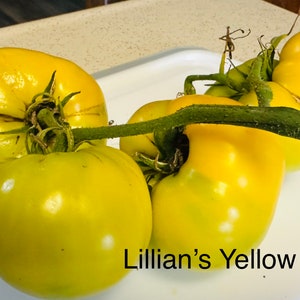 Lillian’s Yellow Heirloom Tomato Seeds - Etsy