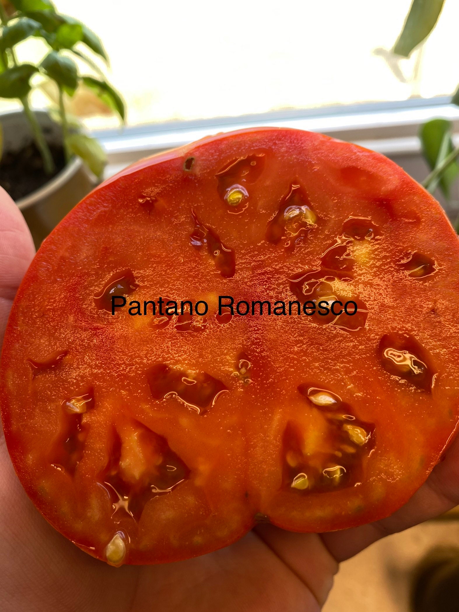 Pantano Romanesco Heirloom Tomato Seeds - Etsy