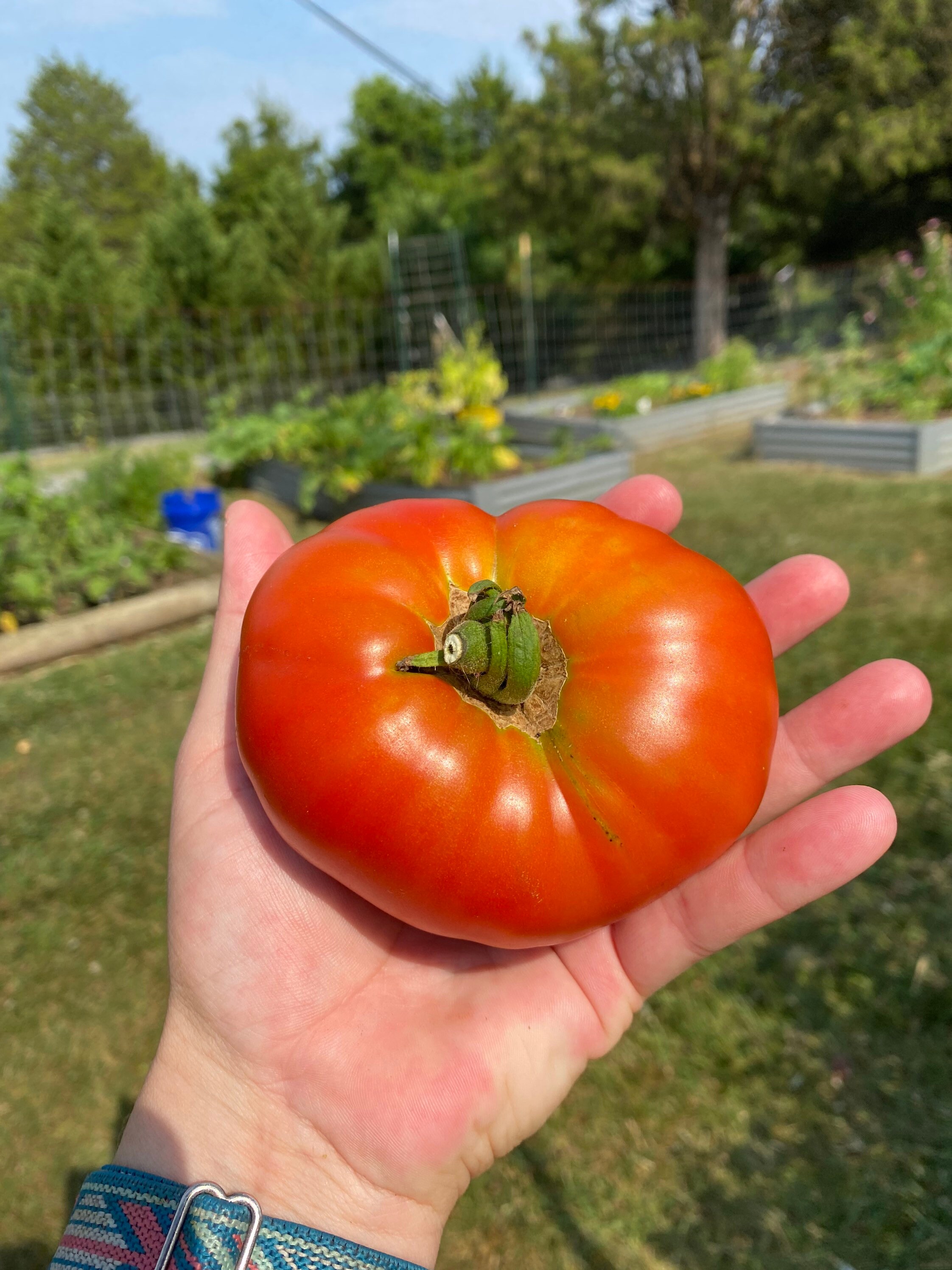 Pantano Romanesco Heirloom Tomato Seeds - Etsy