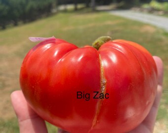 Big Zac Tomato Plant - Etsy