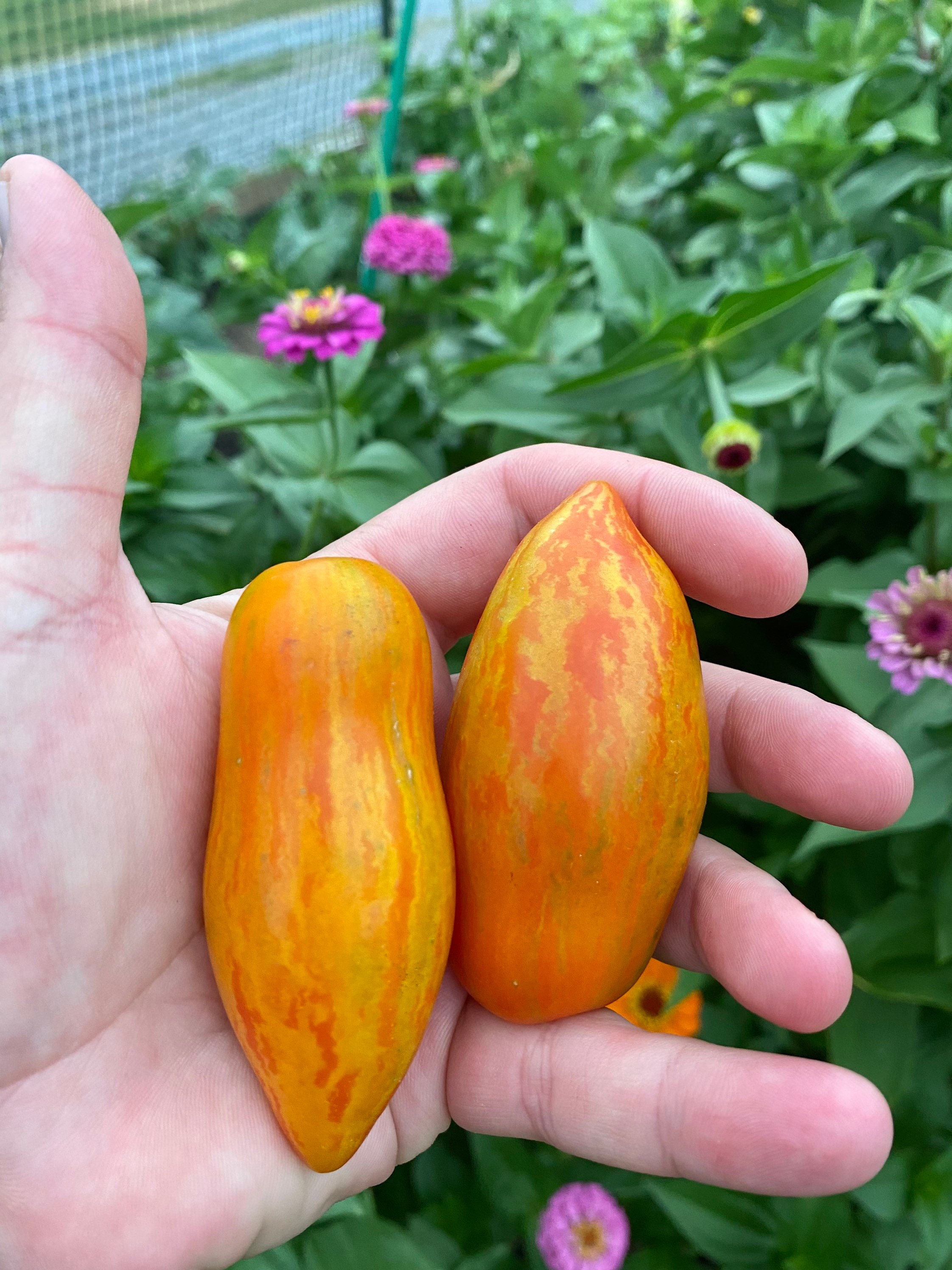 Prairie Fire Heirloom Tomato Seeds - Etsy