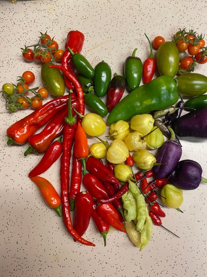 Snake Pepper Seeds - Etsy