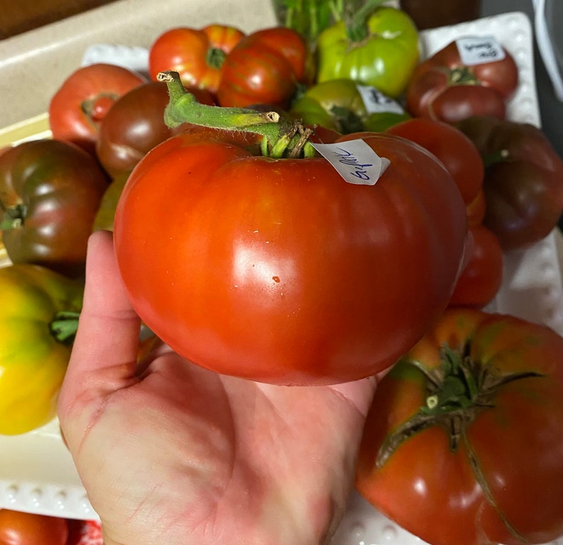 German Pink Heirloom Tomato Seeds - Etsy