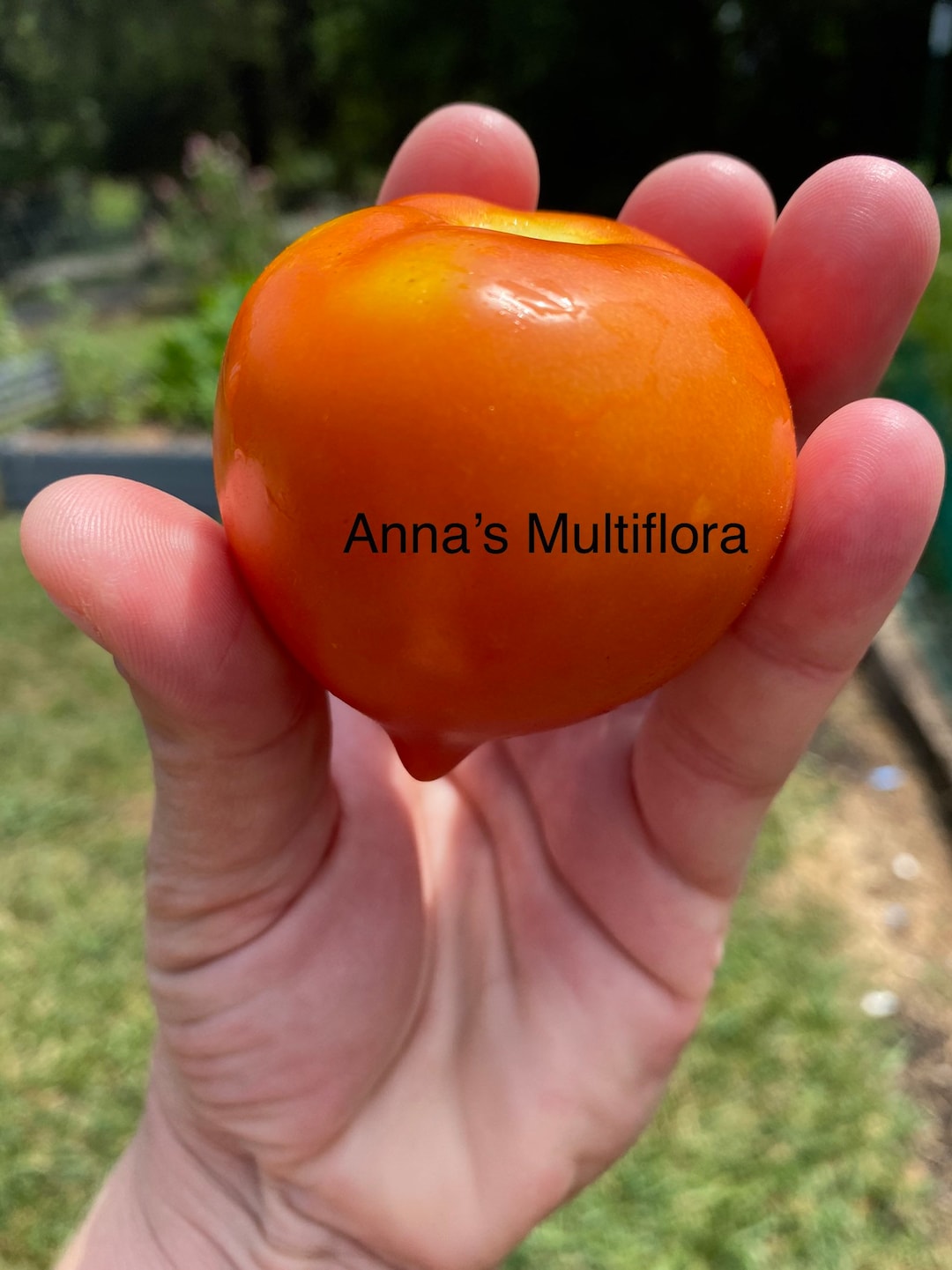 Annas Multiflora Heirloom Tomato Seeds - Etsy