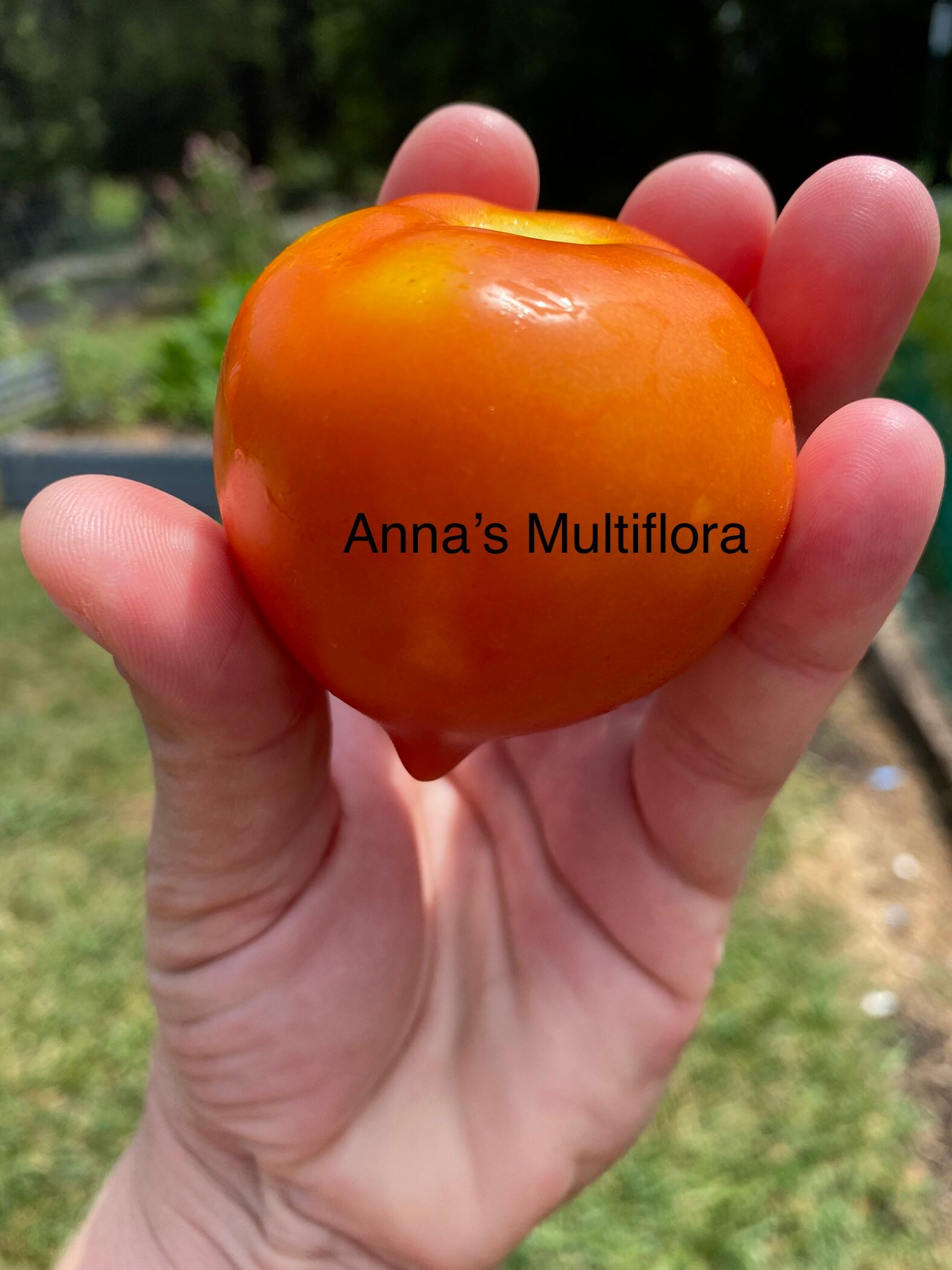 Annas Multiflora Heirloom Tomato Seeds - Etsy
