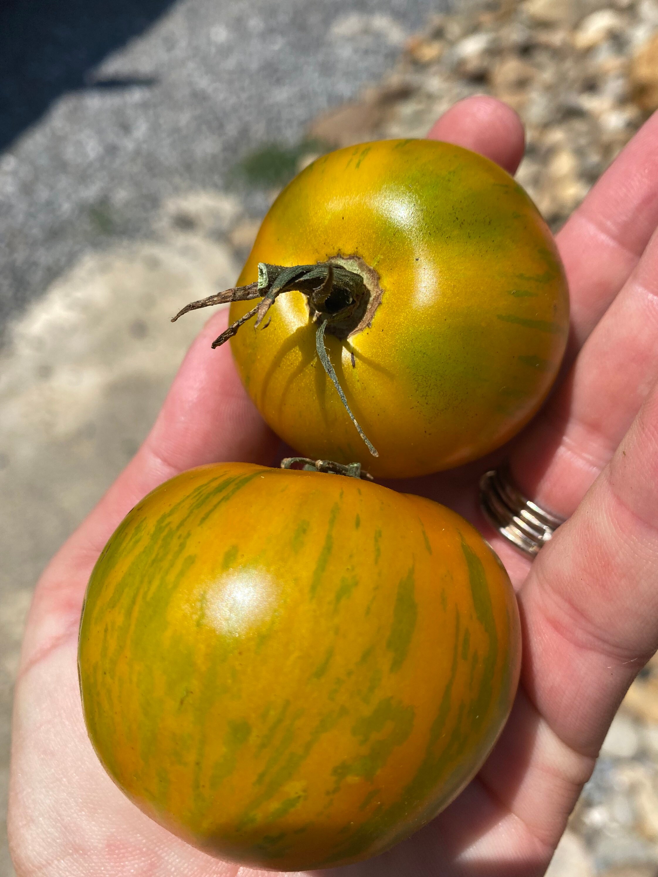 Green Zebra Heirloom Tomato Seeds - Etsy