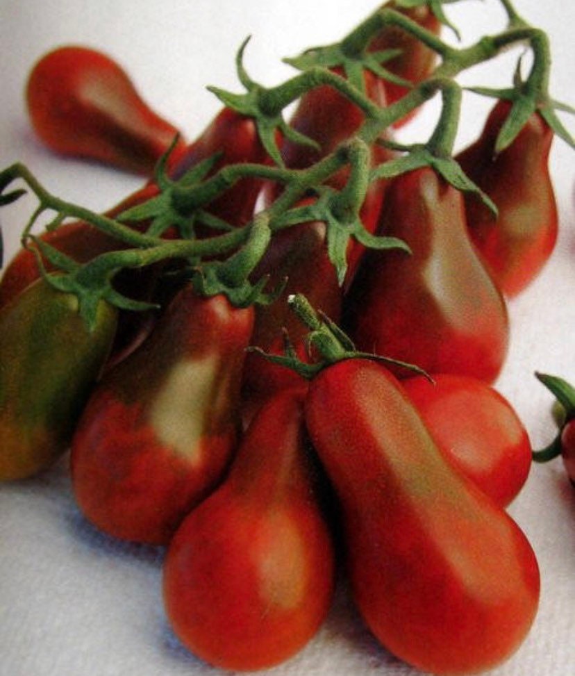 Collection 10 Heirloom Varieties Tomato Seeds | Etsy