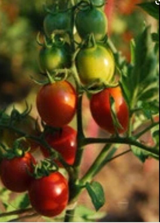 German Lunchbox Tomato Seeds-heirloom - Etsy