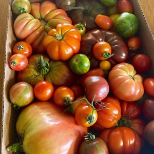 Collection Heirloom Tomato Seeds - Etsy