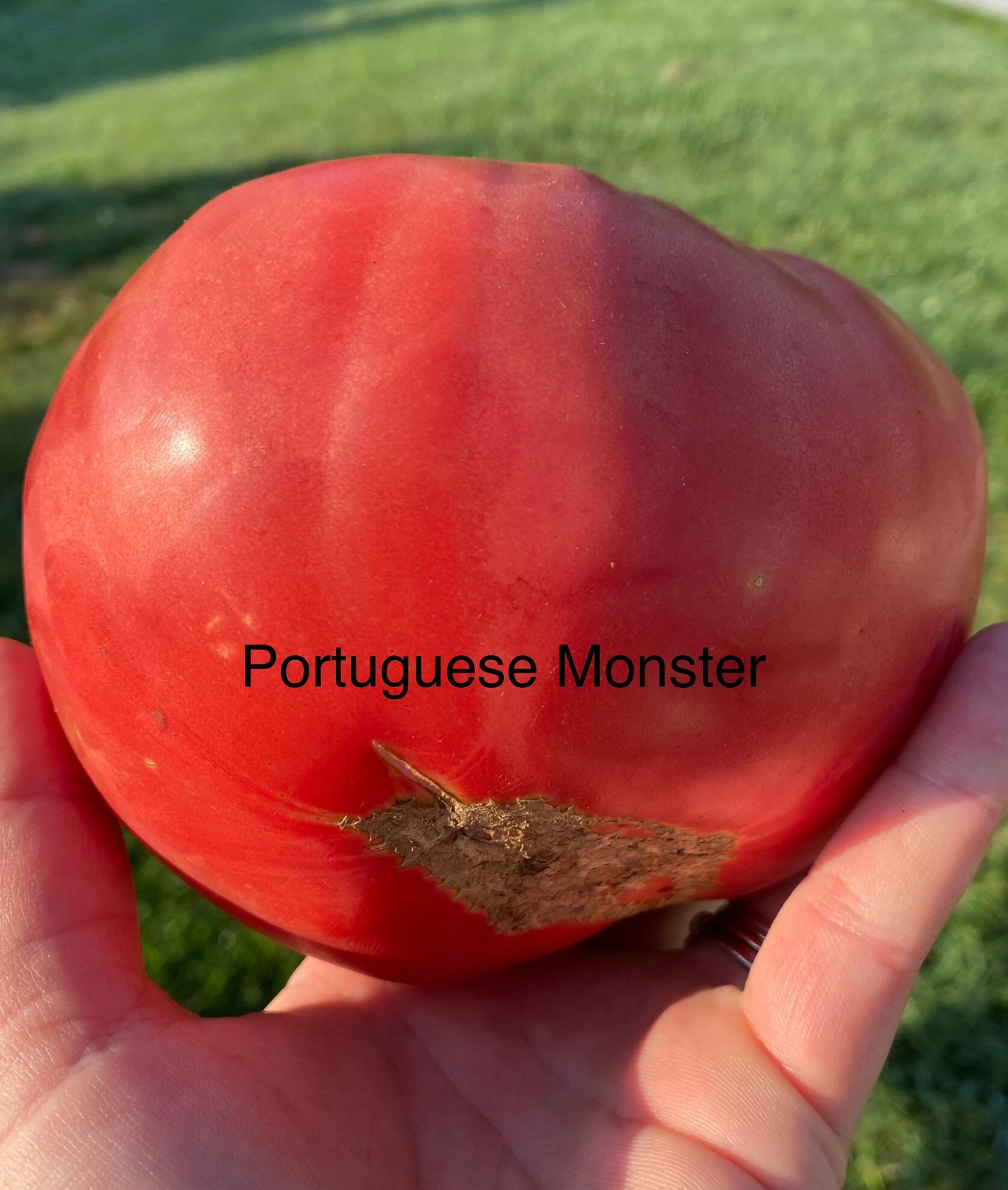Portuguese Monster Heirloom Tomato Seeds - Etsy