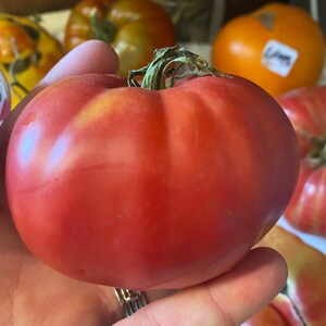 Watermelon Beefsteak Heirloom Tomato Seeds - Etsy