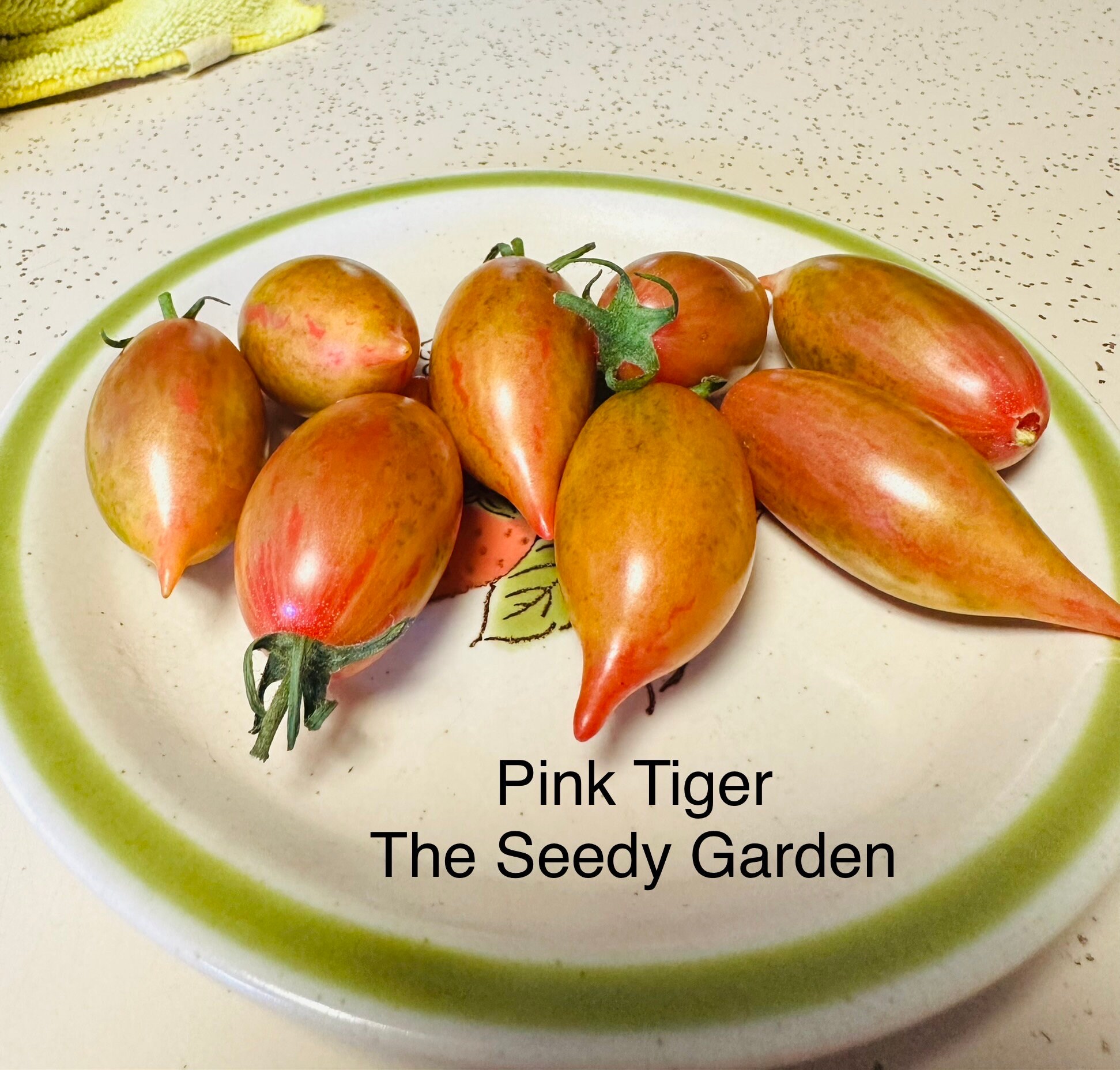 Pink Tiger Tomato Seeds - Etsy