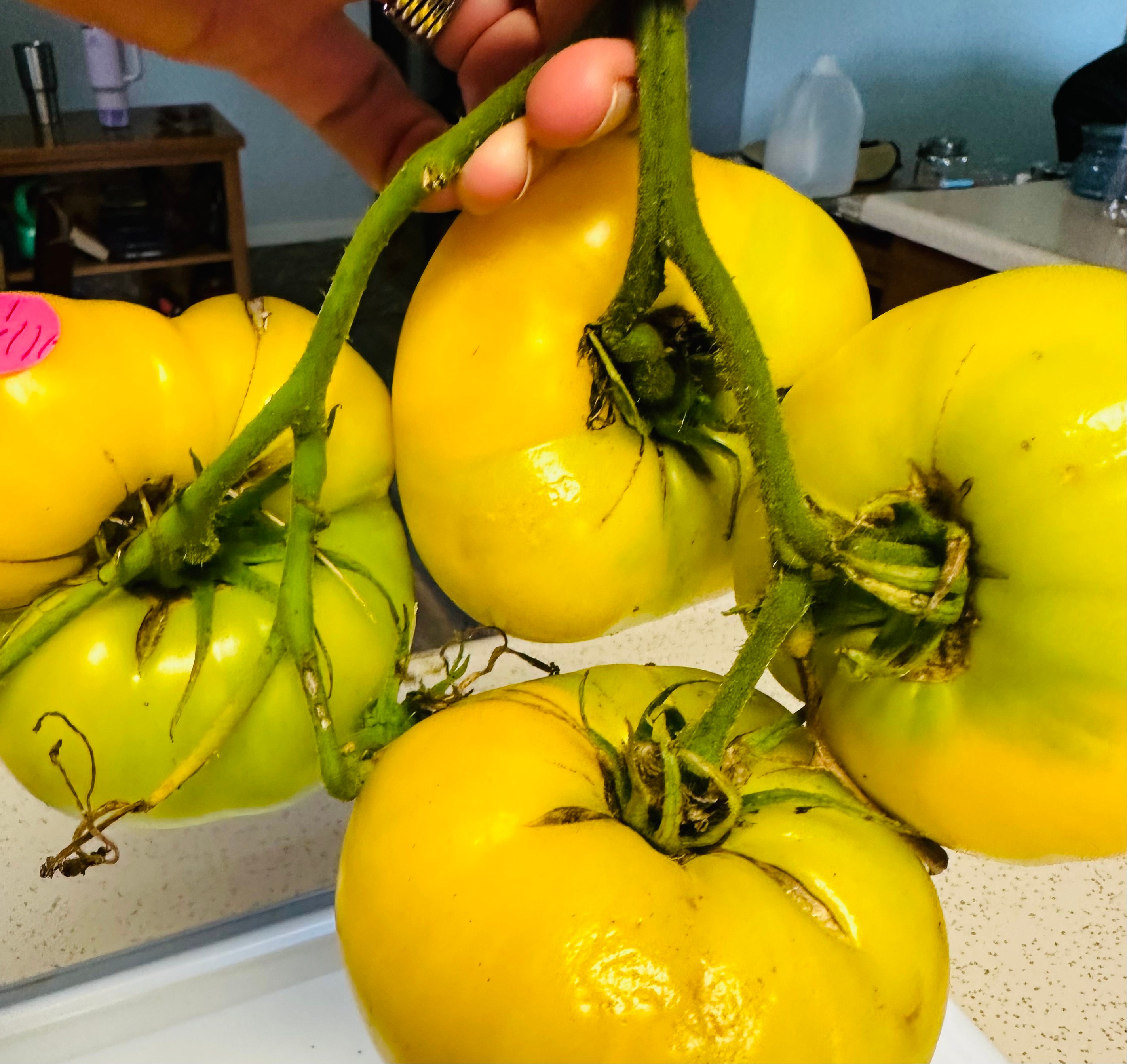 Lillians Yellow Heirloom Tomato Seeds - Etsy