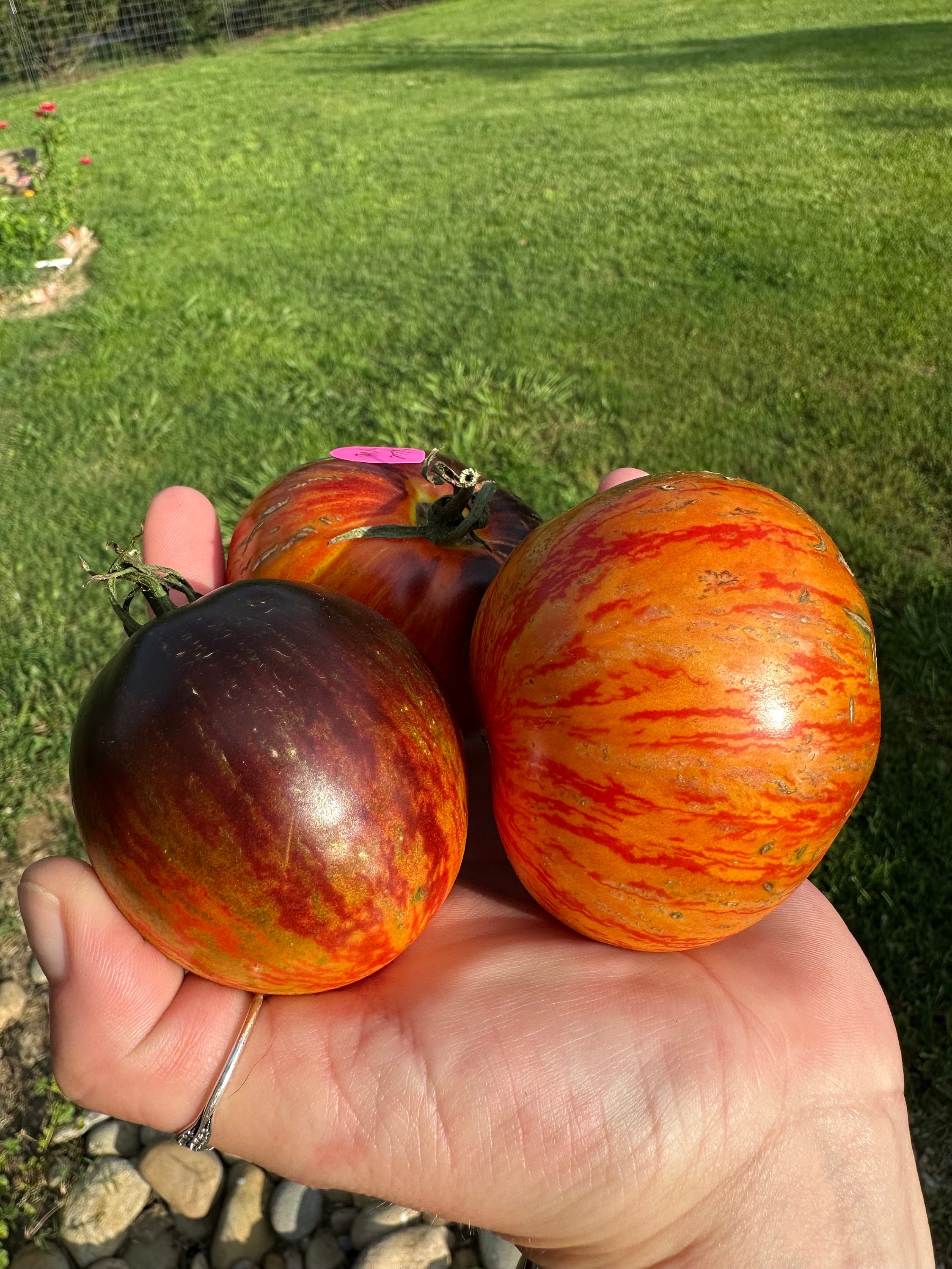 Blue Fire Heirloom Tomato Seeds - Etsy