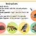 Woodland Animals Matching Activity| Montessori Woodland| Woodland ...