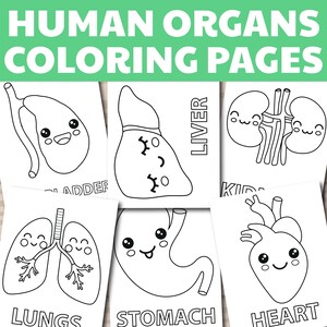 Human Anatomy Coloring Pages, Kawaii Human Organs, Homeschool ...